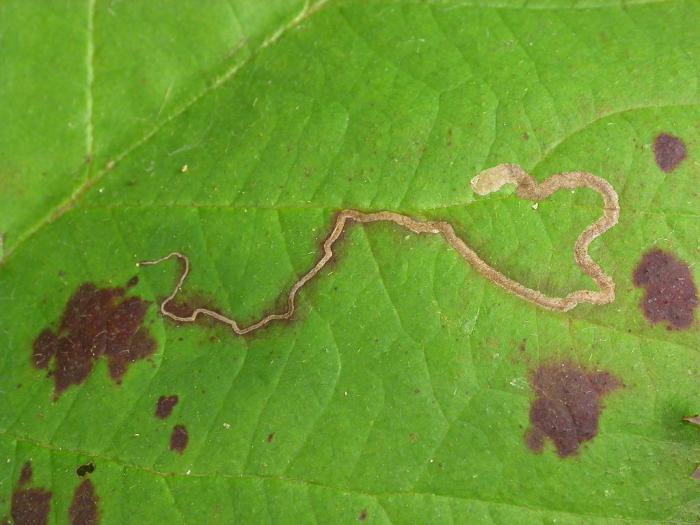 Stigmella aurella (Fabricius, 1775) | Werkgroep Bladmineerders