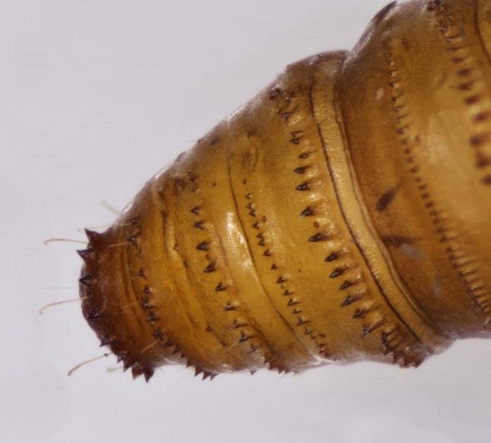 Spilonota laricana (Heinemann, 1863) | Werkgroep Bladmineerders