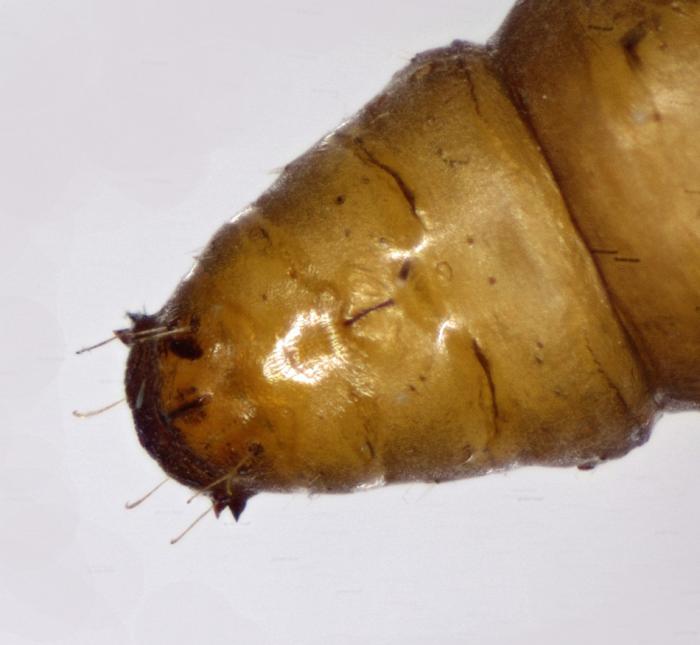 Spilonota laricana (Heinemann, 1863) | Werkgroep Bladmineerders